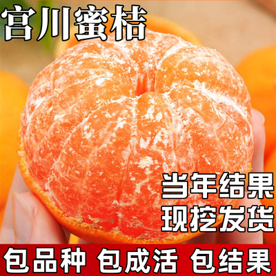 宫川蜜桔树苗原土发货当年结果