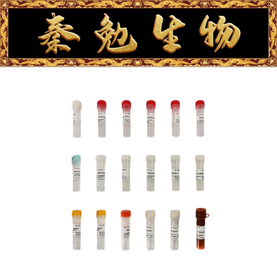 赛维尔点击化学法Tunel细胞凋亡