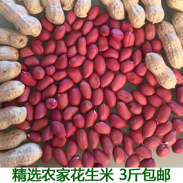 新红皮小粒农家自产四粒红花生红米生花生新红花生米 生3斤包邮