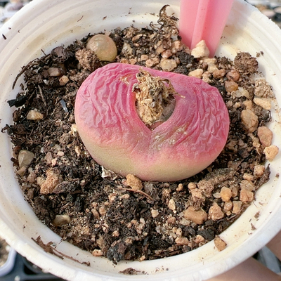 多品种混发精品多肉植物6443毛汗尼