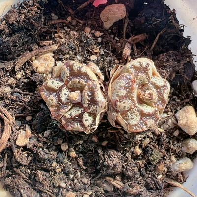 石生花屁股花多品种7423蝴蝶勋章