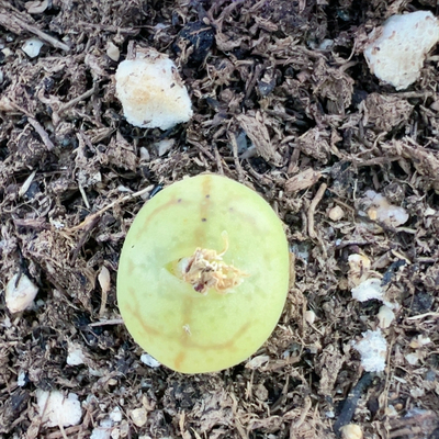 多品种混发精品多肉植物4727猴脸