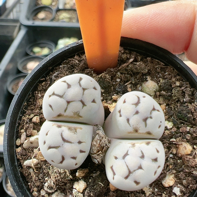 屁股花多品种混发精品多肉植物母本7896大理石