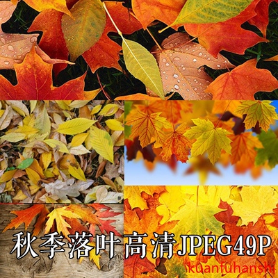 JPEG高清 秋天落叶素材 高清桌面壁纸树落叶PS设计素材图片49P