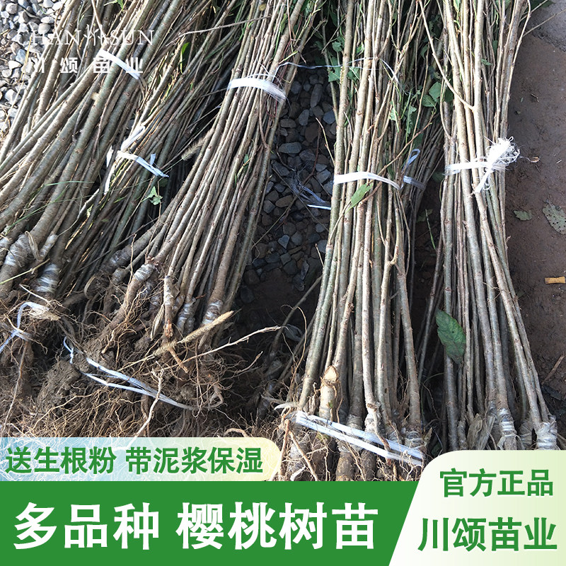 【60天栽死补发】大樱桃苗玛瑙红樱桃树苗车厘子苗红灯樱桃嫁接苗