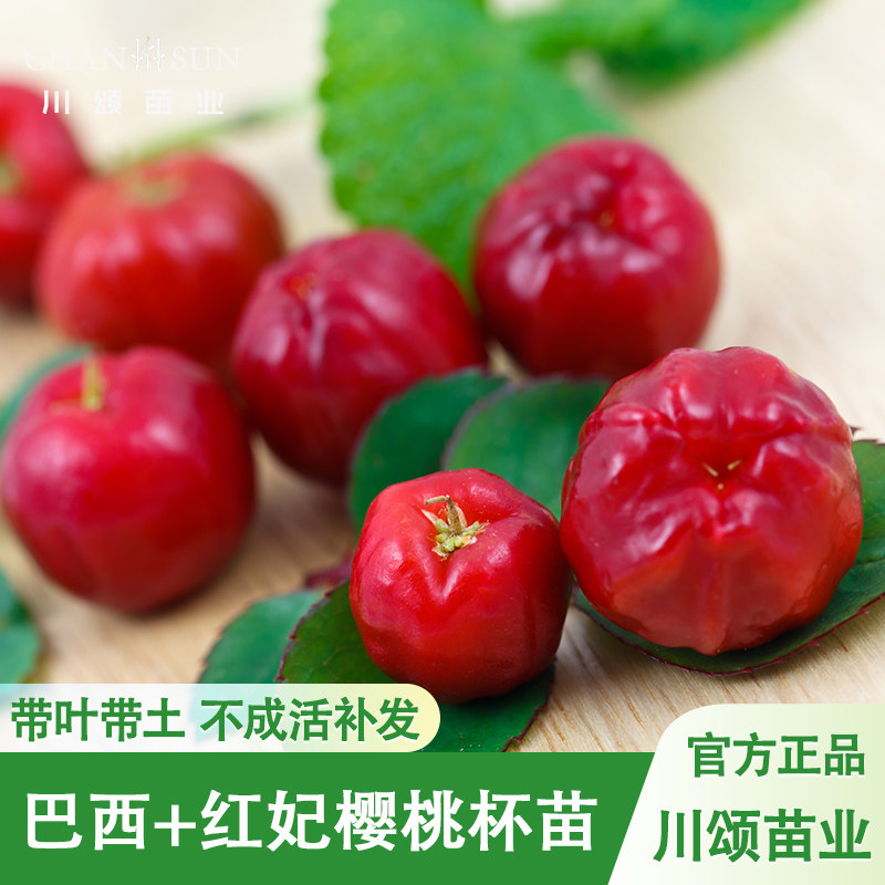 【基地直发】巴西樱桃树苗正宗嫁接大樱桃果苗车厘子树苗盆栽地栽