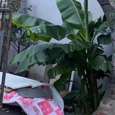 *芭蕉苗绿化带土北方耐寒可室外过冬香蕉苗芭蕉树苗