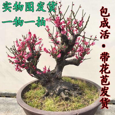 原生金钱盆栽实物图红梅