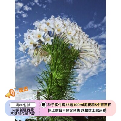 种子原生品种高砂百合