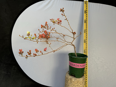 金心橙白阳台庭院四季勤花