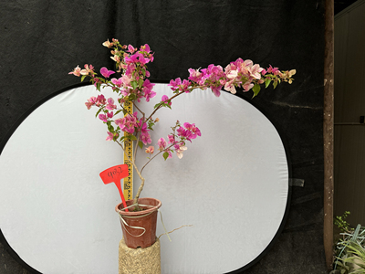 软枝品种适合垂吊勤花三角梅红樱