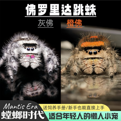 跳蛛蜘蛛宠物成体灰佛橙佛跳蛛微距摄影礼物桌面小宠物螳螂时代