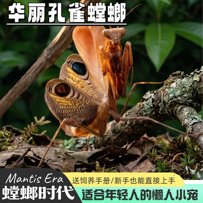 华丽孔雀螳螂活体宠物螳螂观赏螳螂饲料昆虫儿童礼物桌面宠物