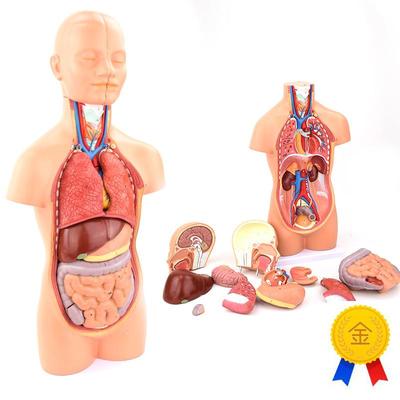 ENOVO颐诺中型人体器s官解剖模型内脏器标本医学解剖学系统心肝胃