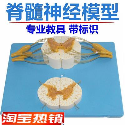 脊髓模型中枢神经反射弧传导人体神经细胞胞体树突神经元颈椎解剖