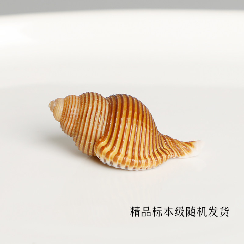 【灯笼嵌线螺】天然贝壳海螺精品标本螺家居收藏级海洋生物科普摆