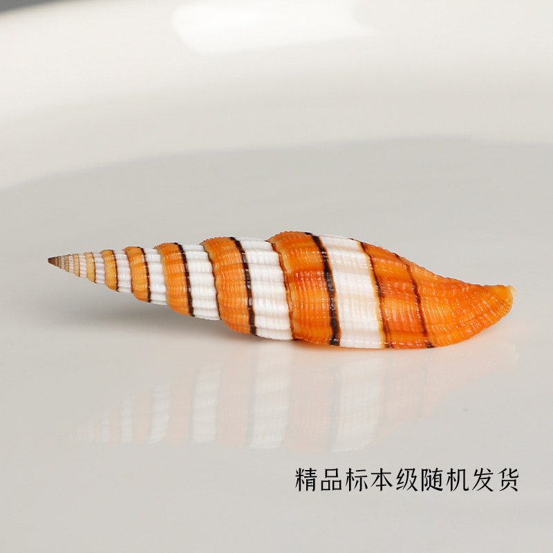 【白发带蛹笔螺】天然贝壳海螺精品彩带菖蒲螺标本螺家居收藏级