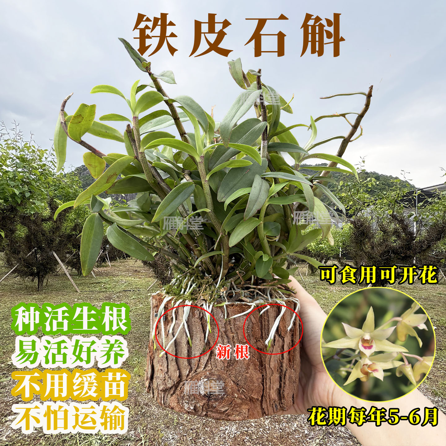 种活生根铁皮石斛苗木桩盆栽阳台桌面养生绿植新手易养可食用开花