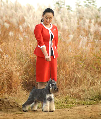 chukchi小型犬用P链头层牛皮牵引带狗牵绳狗链泰迪比熊雪纳瑞用