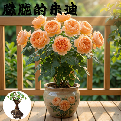 朦胧的朱迪 月季花苗奥斯汀浓香灌木勤花月季庭院阳台