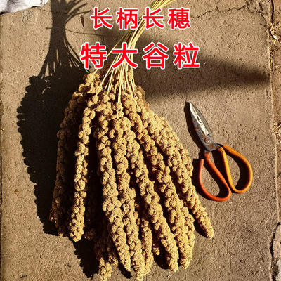 鹦鹉谷穗仓鼠零食鸟粮鹦鹉断奶