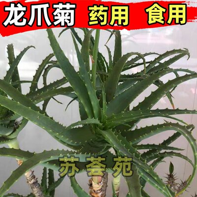 龙爪菊木立芦荟盆栽盆栽利剑芦荟苗可食用药用消炎盆栽苗新鲜叶子