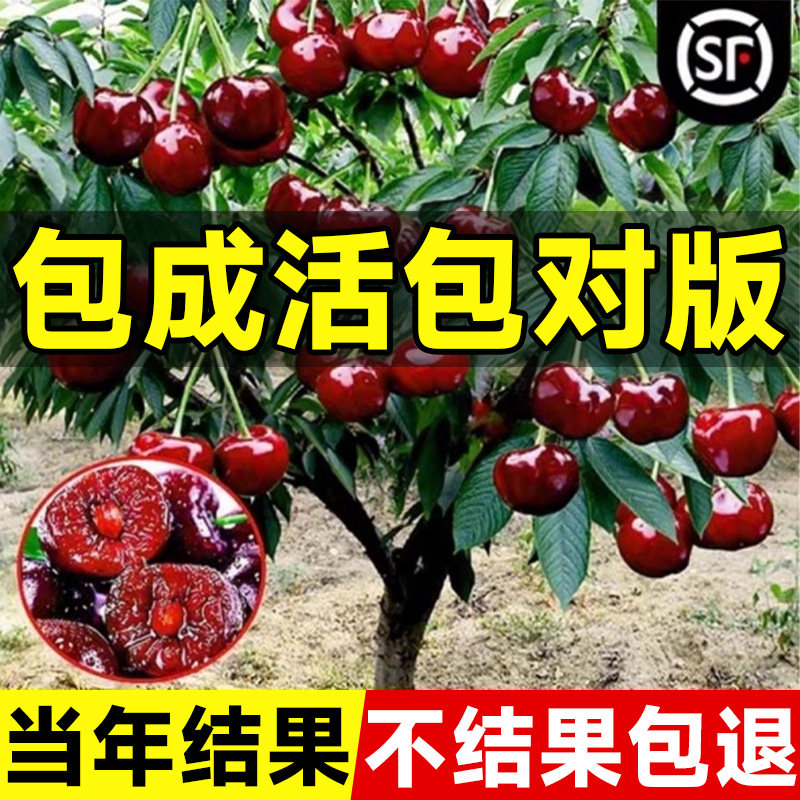 车厘子树苗正宗樱桃树苗矮化特大嫁接果树庭院名贵南北方种植盆栽
