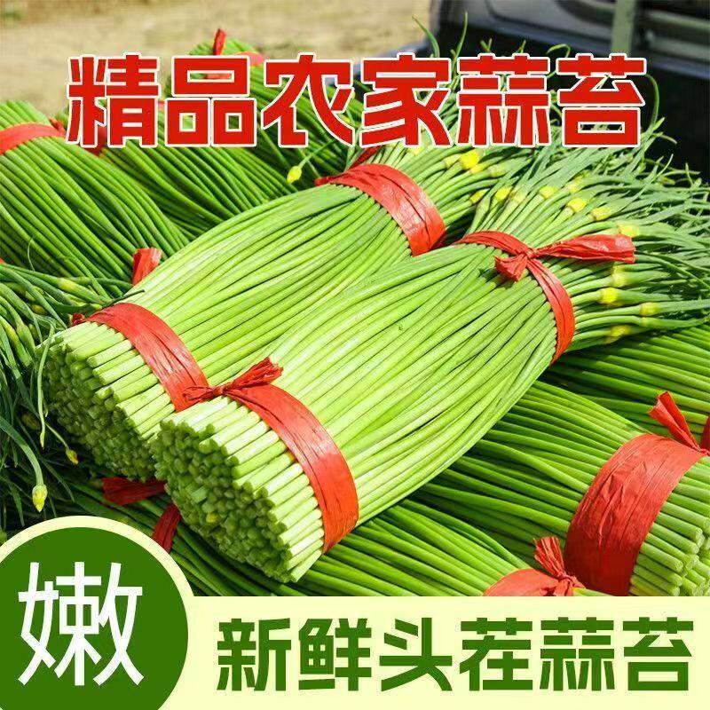 河南农家新鲜现摘蒜苔农家自种蒜毫应季蔬菜青菜蒜苗蒜薹