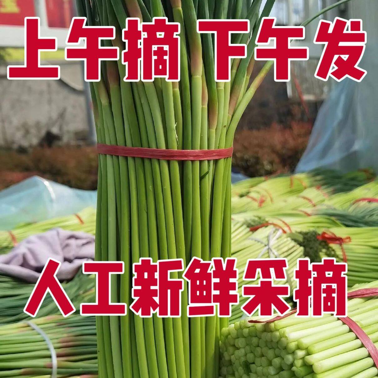 2026时令当季现摘河南红帽精品蒜苔蔬菜新鲜蒜薹农家蒜毫蒜苔