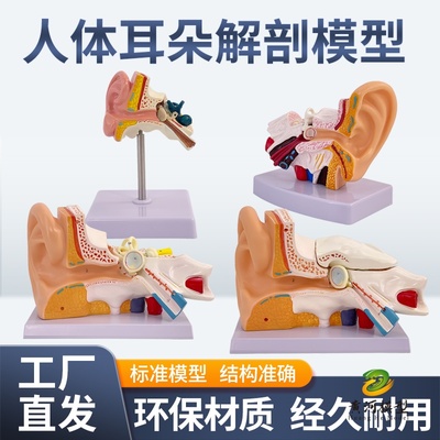 黄和模型人体内耳部听觉教学