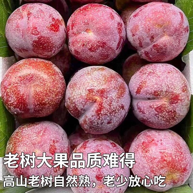 当季现摘红心芙蓉李三华新鲜酸脆李子新鲜孕妇水果大果可选LL