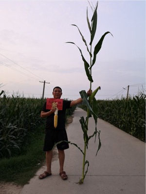 大京九26青贮玉米种子耐高温