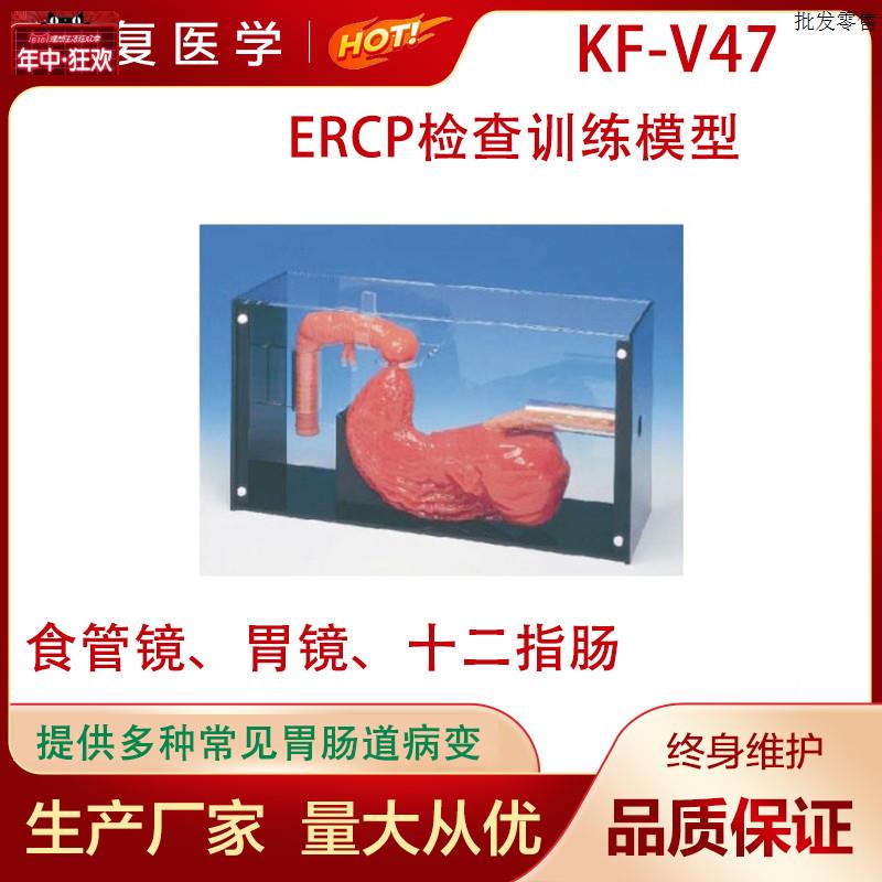 胃镜与ERCP训练模型洗胃检z查标本人体胃部造影术操作练习教学模