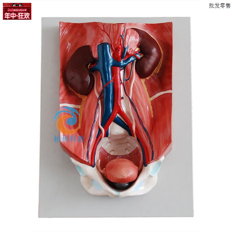 泌尿系统模型人体医y学泌尿系统解剖标本教学培训专用