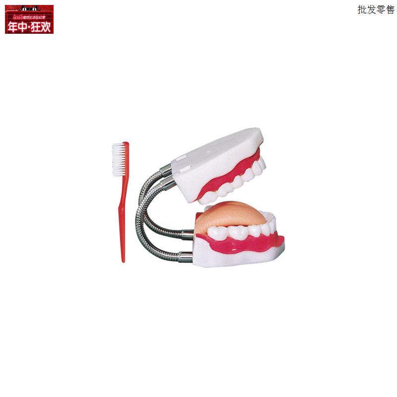 牙护理保健训练模型牙齿口腔护理练习模型(28颗k牙)(放大5倍)