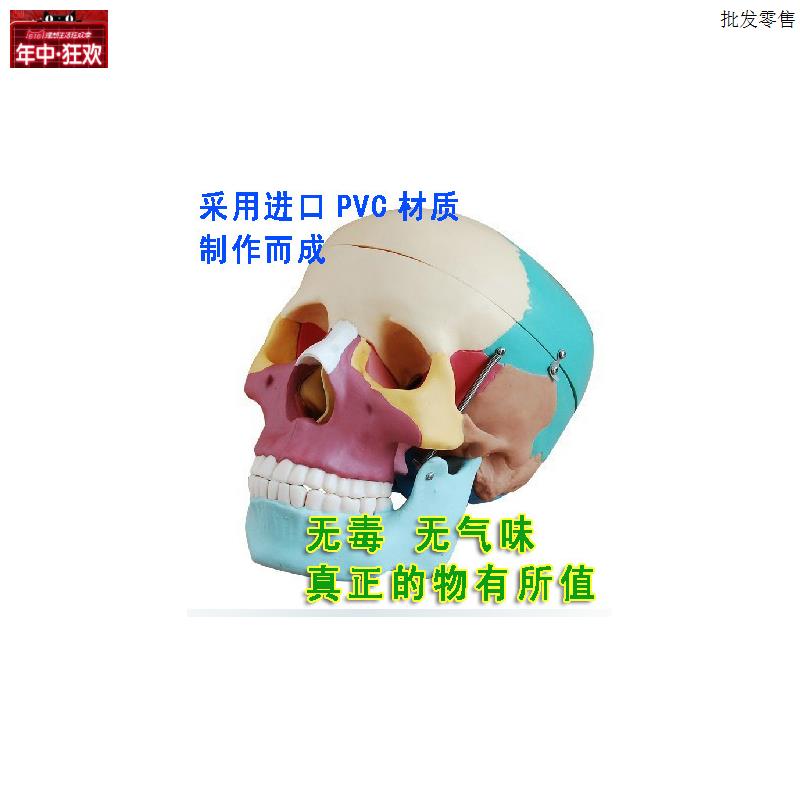 高级彩色自然大头骨模型头颅骨标本医学i教学培训专用特价促销