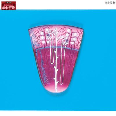 肾与肾单位肾小g球放大模型A14007