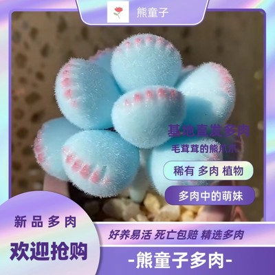 多肉熊爪植物熊童子【锦】黄色熊掌新款多肉室内阳台桌面盆栽