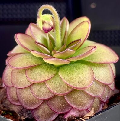 【新品】BCP劳厄捕虫堇CP3（对版）Pinguicula laueana CP3