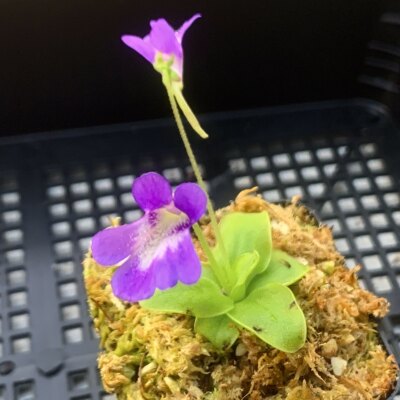 【新品】德托萨捕虫堇丨Pinguicula dertosensis丨温带堇