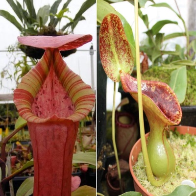 【新品】（真穗X维奇）交劳氏猪笼草 实生苗 稳定出笼 种好发