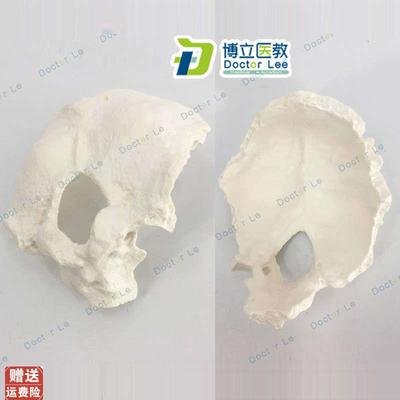 人体颈椎带颈动脉后枕骨s椎间盘与神经骨科模型枕骨模型骨骼标