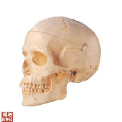 成人头颅骨模型JA11110