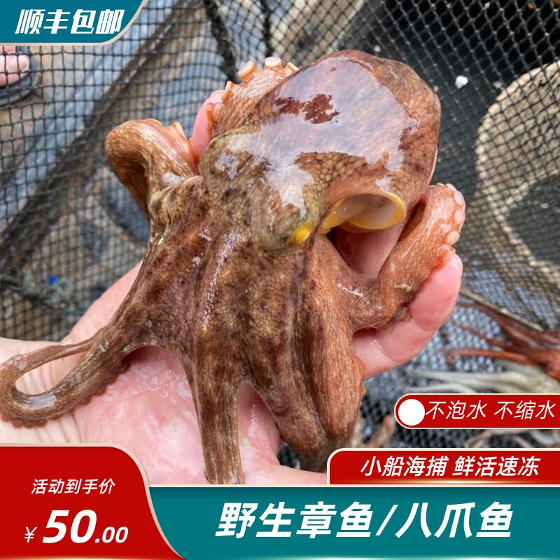 八爪鱼 新鲜小章鱼(已研磨去内脏)可做爆头八抓鲜活冷冻水产