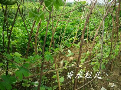 安庆农家新鲜蔬菜荷兰豆辣椒