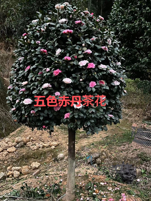 大棵五色赤丹巨型香妃六角大红茶花树苗盆栽粉色浓香别墅室内庭院