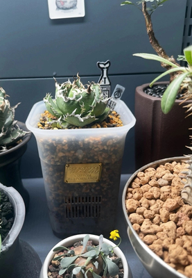 Masses m&m包豪斯金属铭牌块根植物多肉可视化观根控根透气花盆