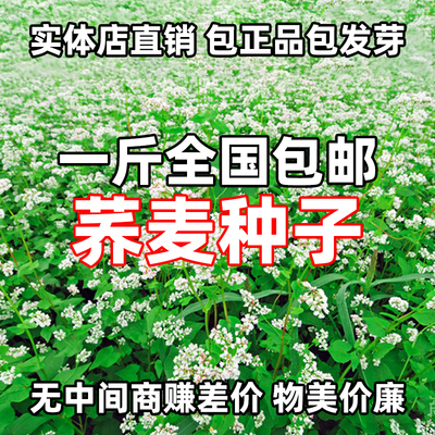 巨丰甜荞麦种子易播食用