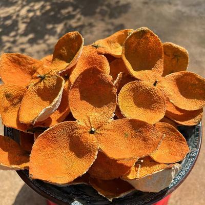 广西浦北陈皮大红柑也称茶枝柑