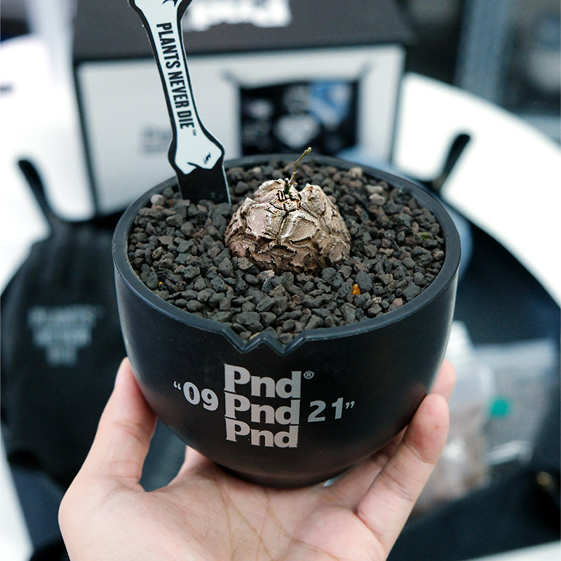 pnd南非龟甲龙潮流植物室内多肉盆栽办公室潮流块根阳台防辐射